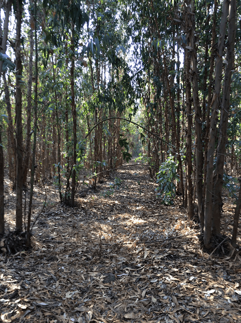 Bosques del Norte